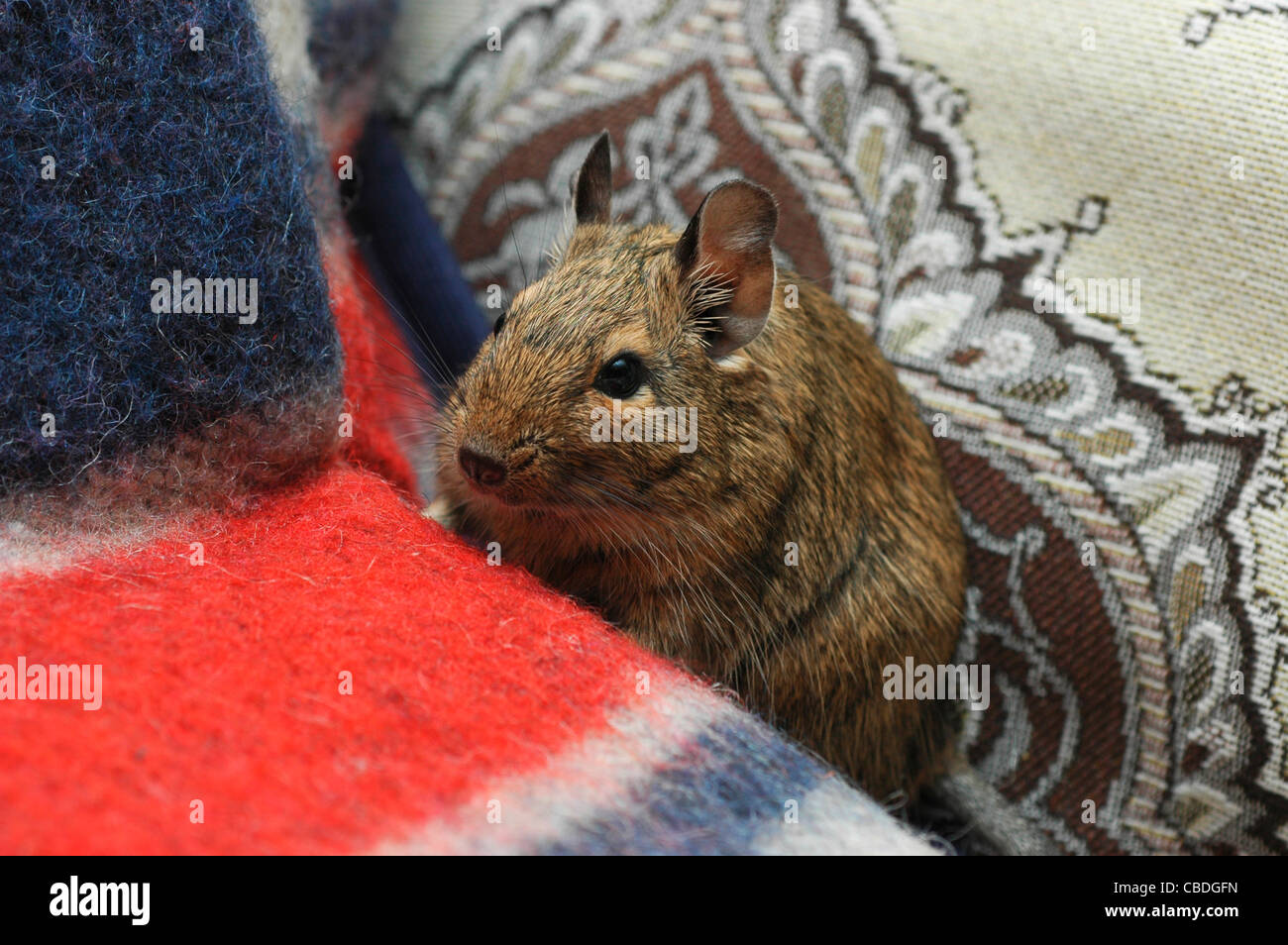Degu. (Octodon degus Stock Photo - Alamy