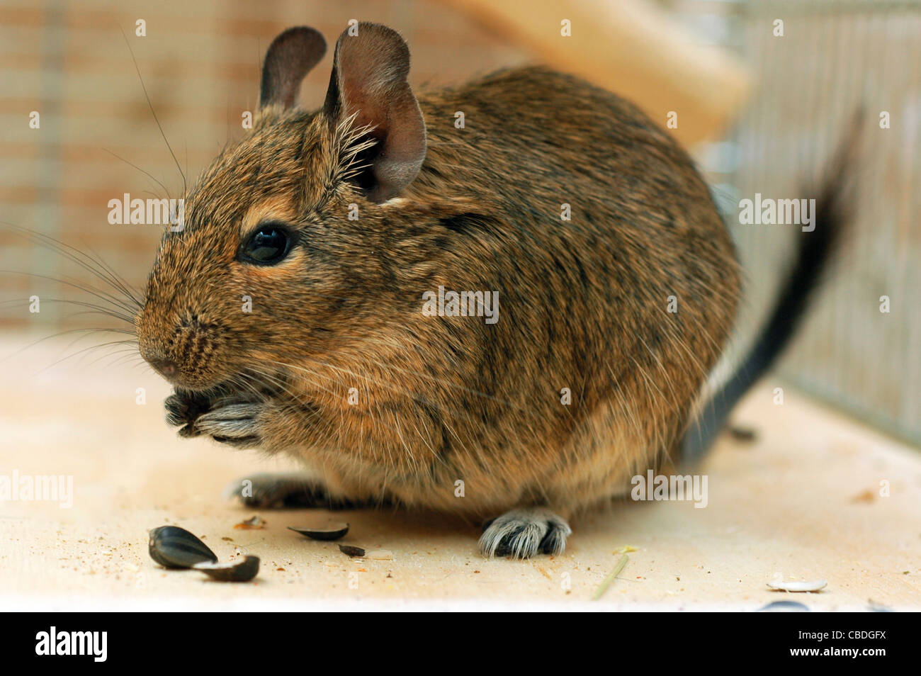 One common degu hi-res stock photography and images - Alamy