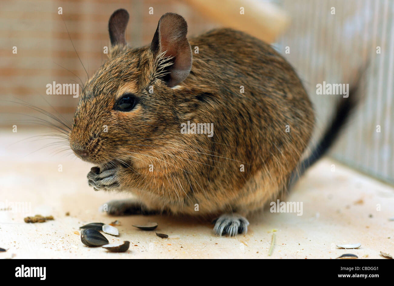 One common degu hi-res stock photography and images - Alamy