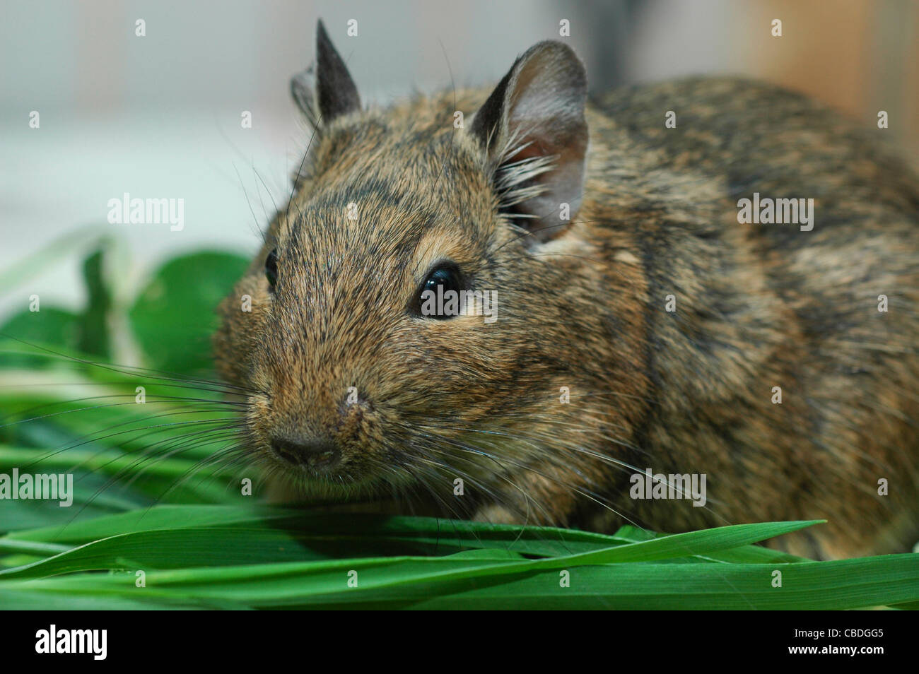 Common degu hi-res stock photography and images - Alamy