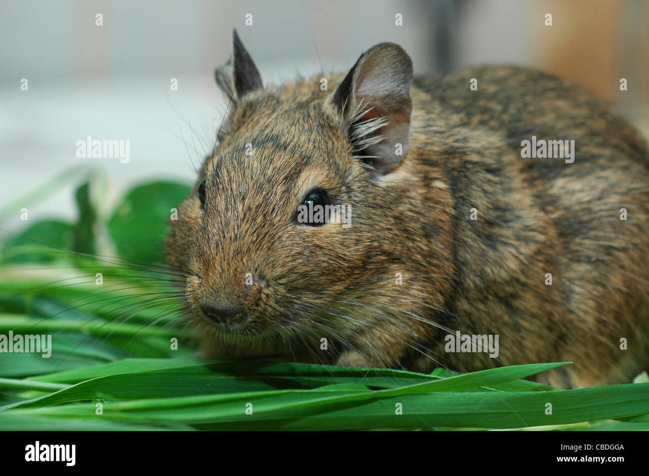 One Common Degu High Resolution Stock Photography and Images - Alamy