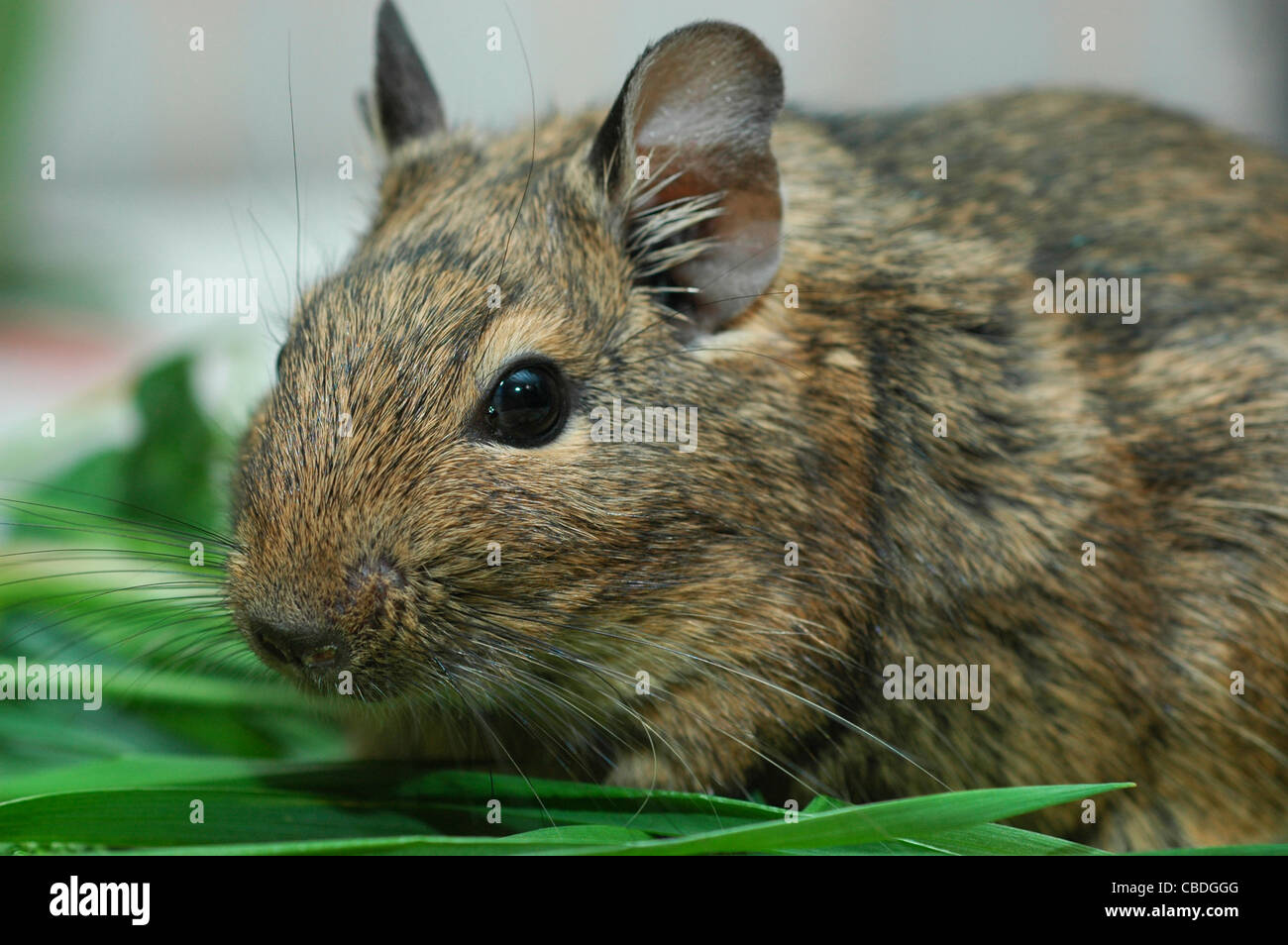 Degu. (Octodon degus Stock Photo - Alamy