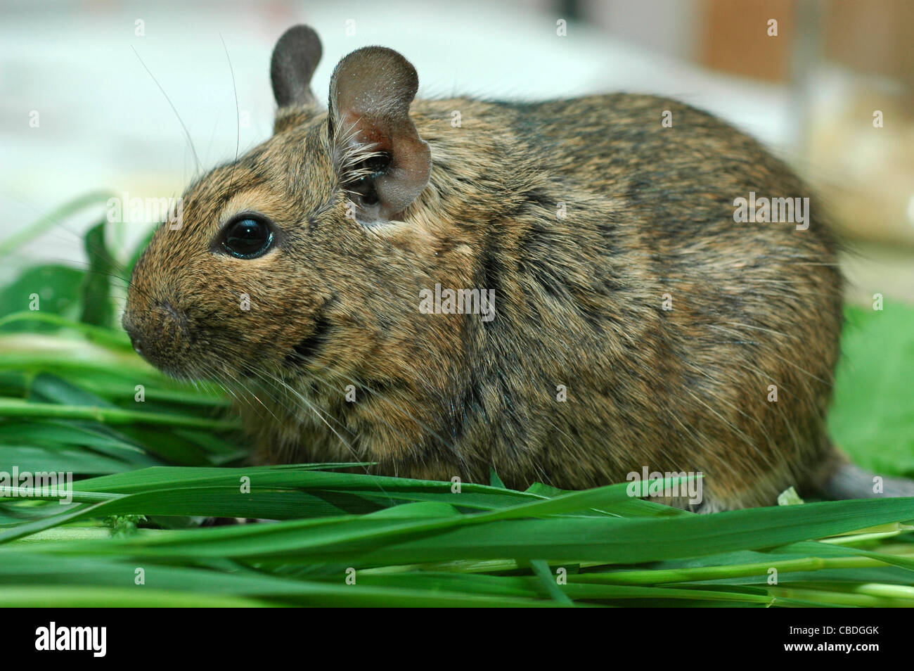 One common degu hi-res stock photography and images - Alamy