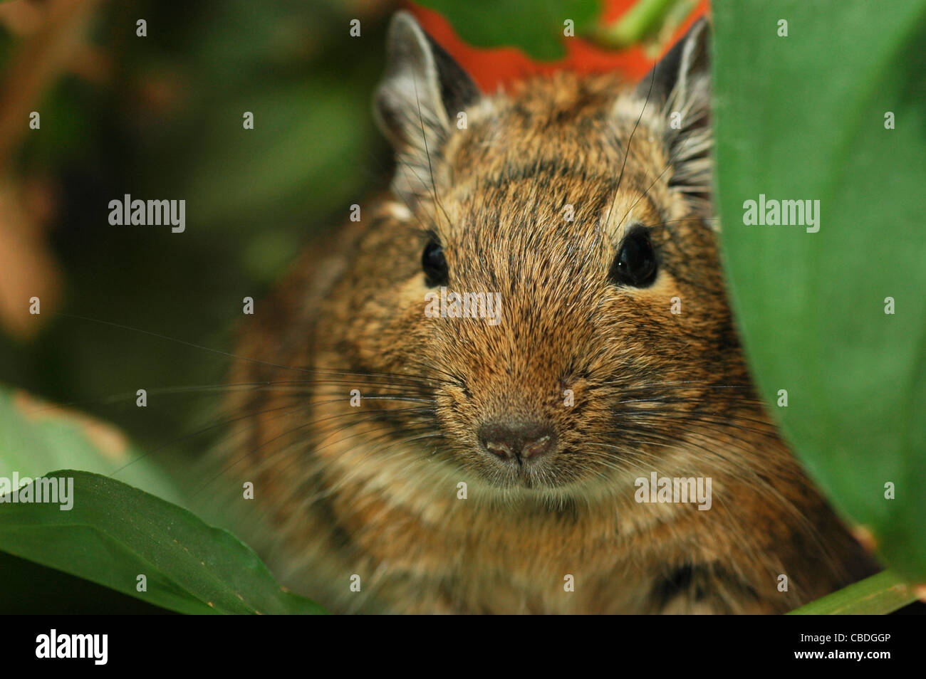 Common Degu High Resolution Stock Photography and Images - Alamy