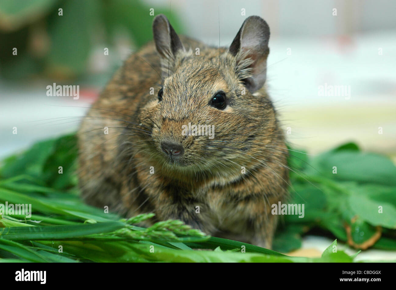 One common degu hi-res stock photography and images - Alamy