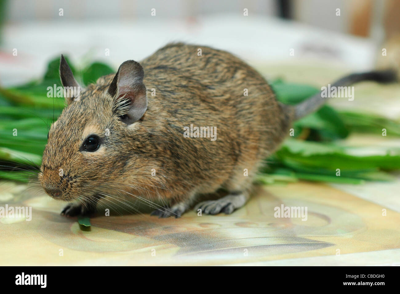 Degu. (Octodon degus Stock Photo - Alamy