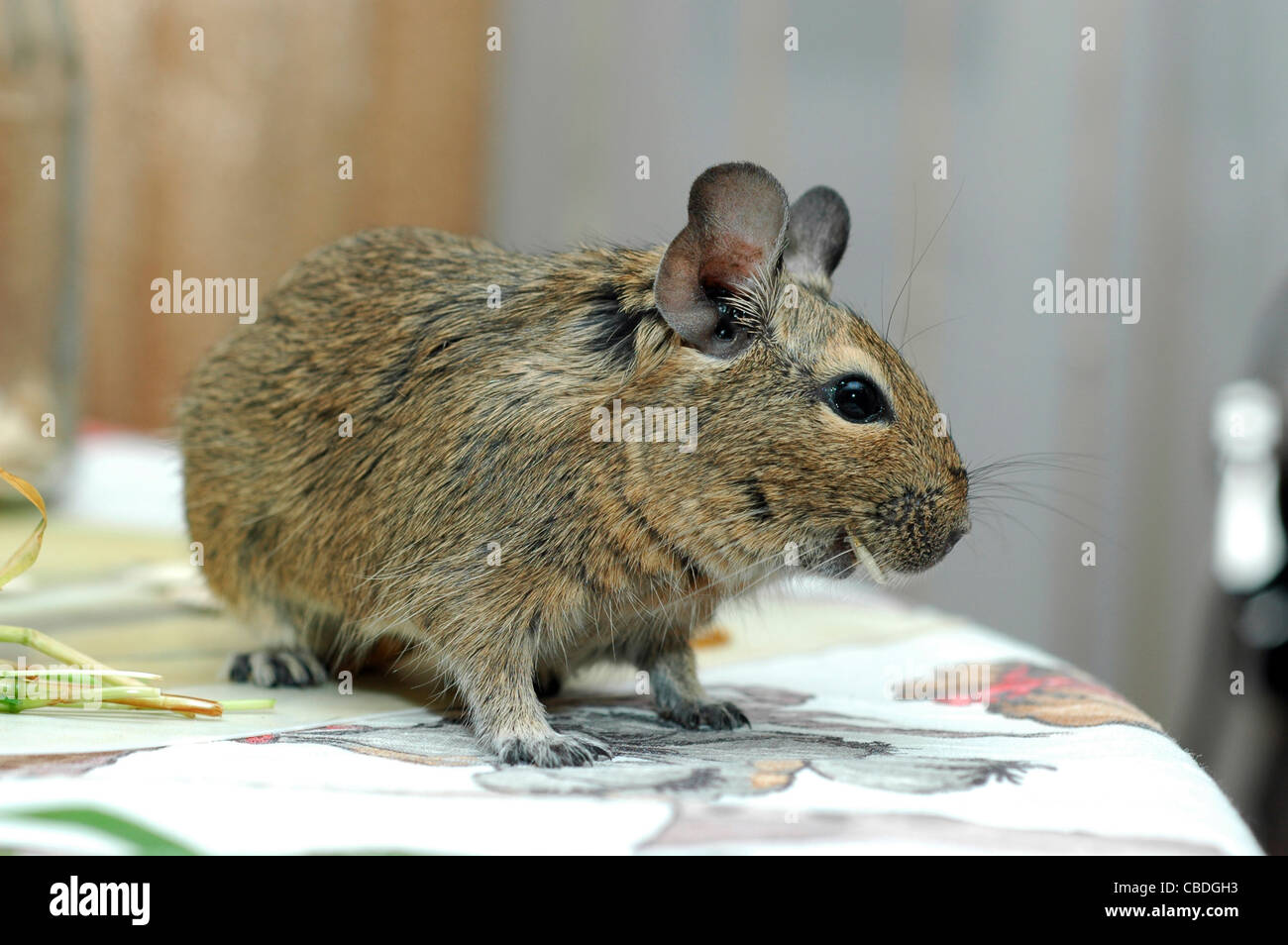 Common degu hi-res stock photography and images - Alamy