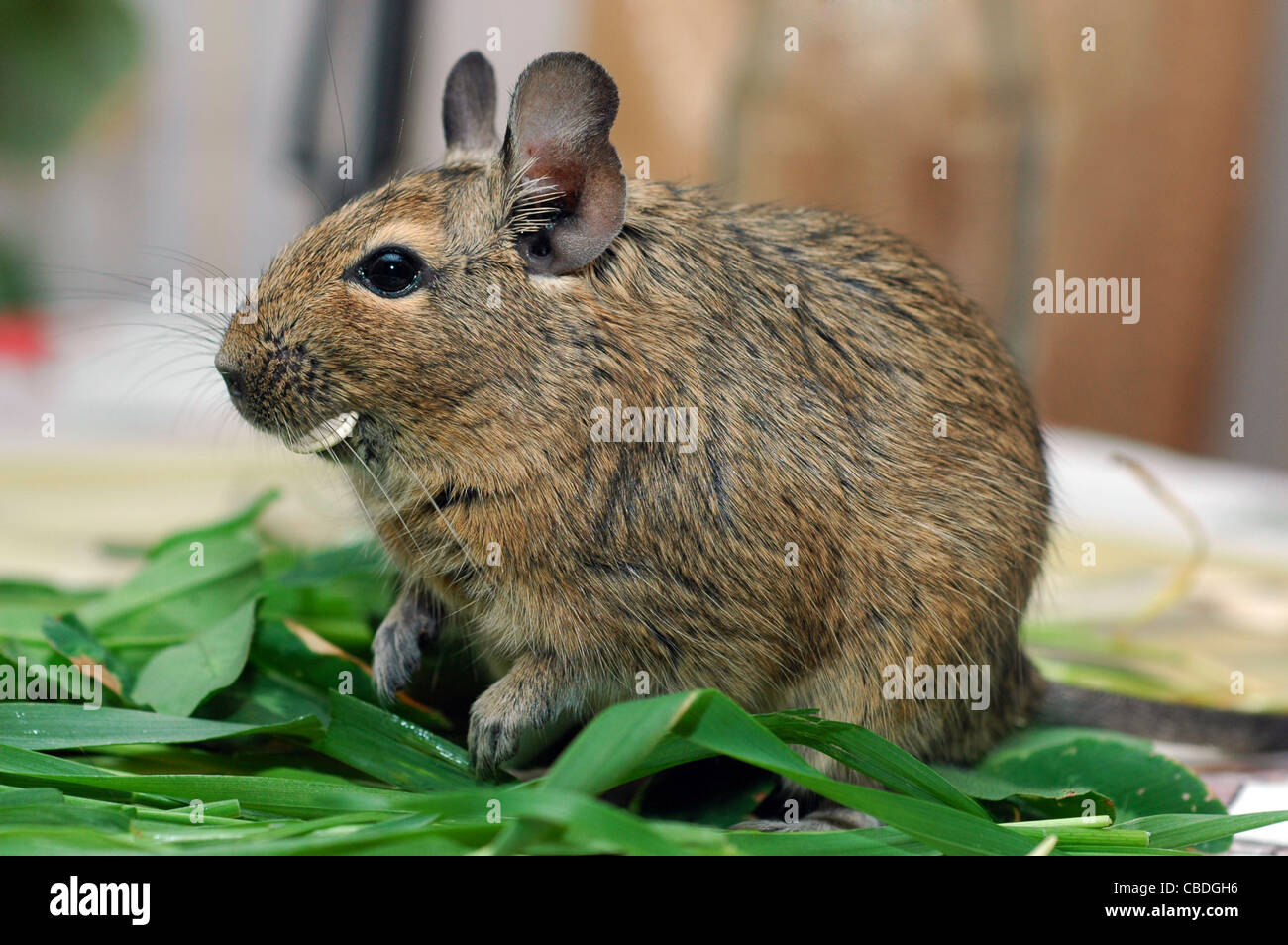 Degu. (Octodon degus Stock Photo - Alamy