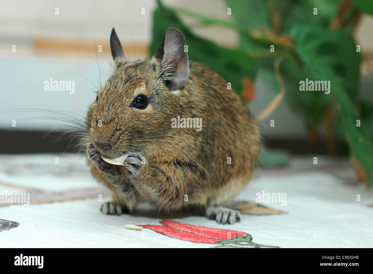 Degu. (Octodon degus Stock Photo - Alamy