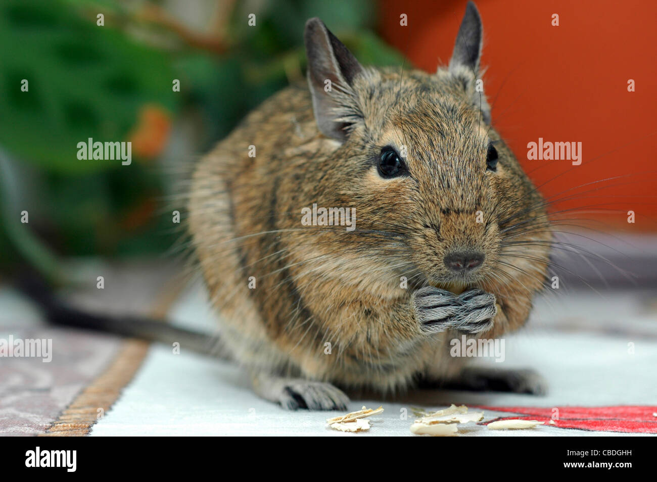 Common degu hi-res stock photography and images - Alamy