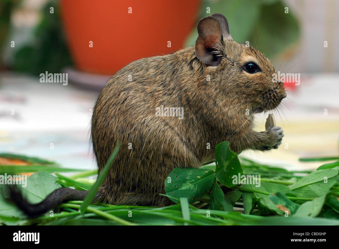 Degu. (Octodon degus Stock Photo - Alamy