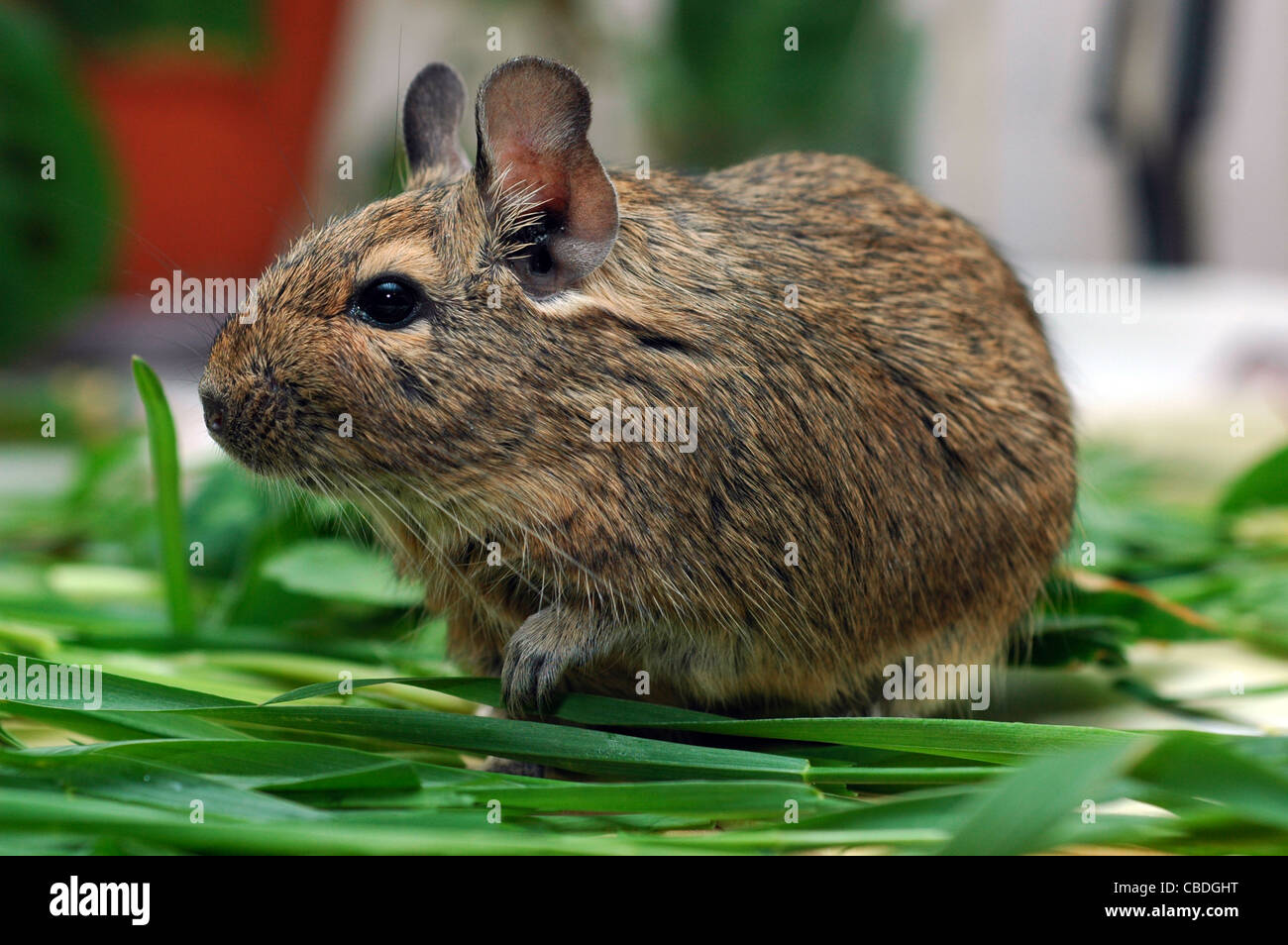 Degu. (Octodon degus Stock Photo - Alamy