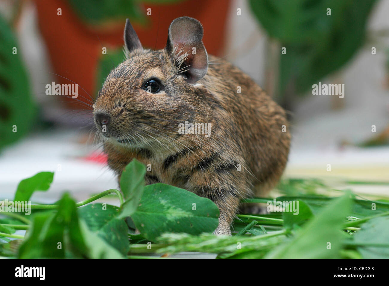 Degu. (Octodon degus Stock Photo - Alamy