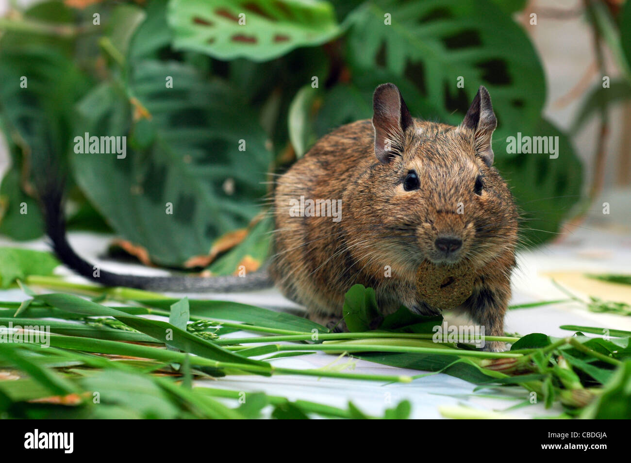 Degu. (Octodon degus Stock Photo - Alamy