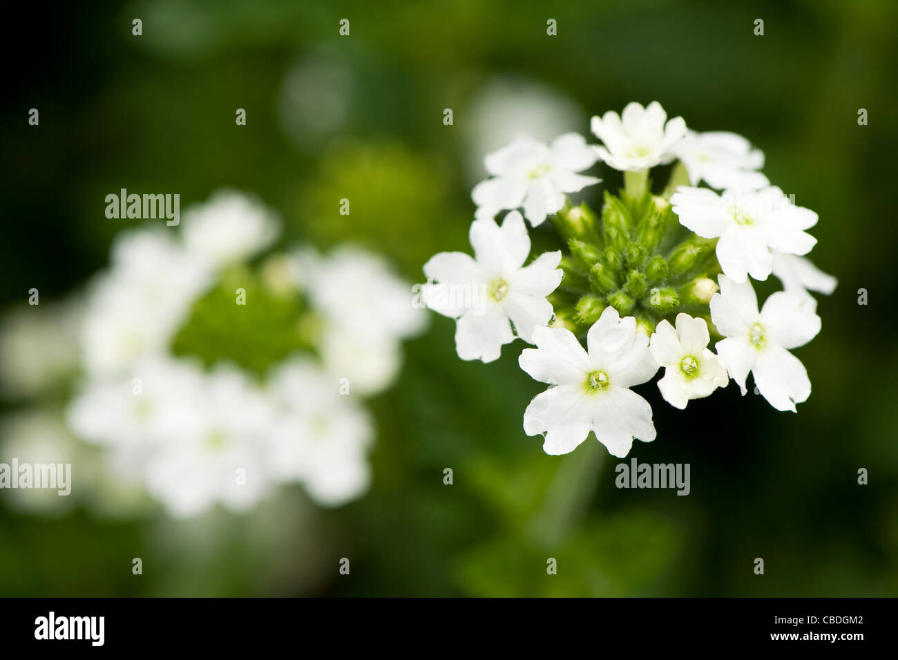 White Verbena Flower Red White Verbena Hi Res Stock Photography And