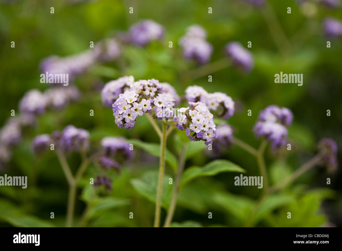 Pale mauve flowers hi-res stock photography and images - Alamy