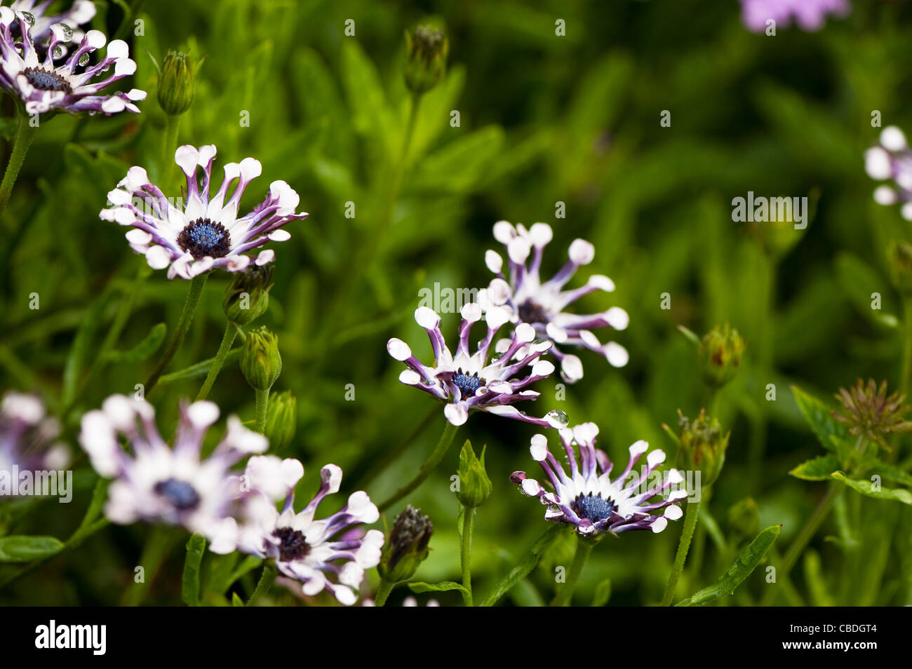 African daisy drop hi-res stock photography and images - Alamy