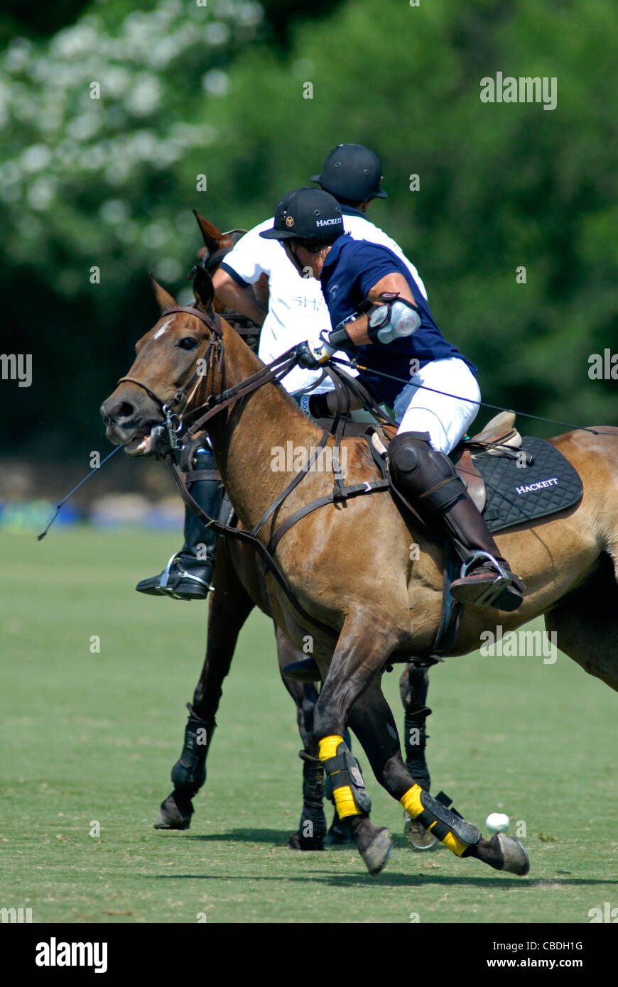 Polo players in action Stock Photo - Alamy