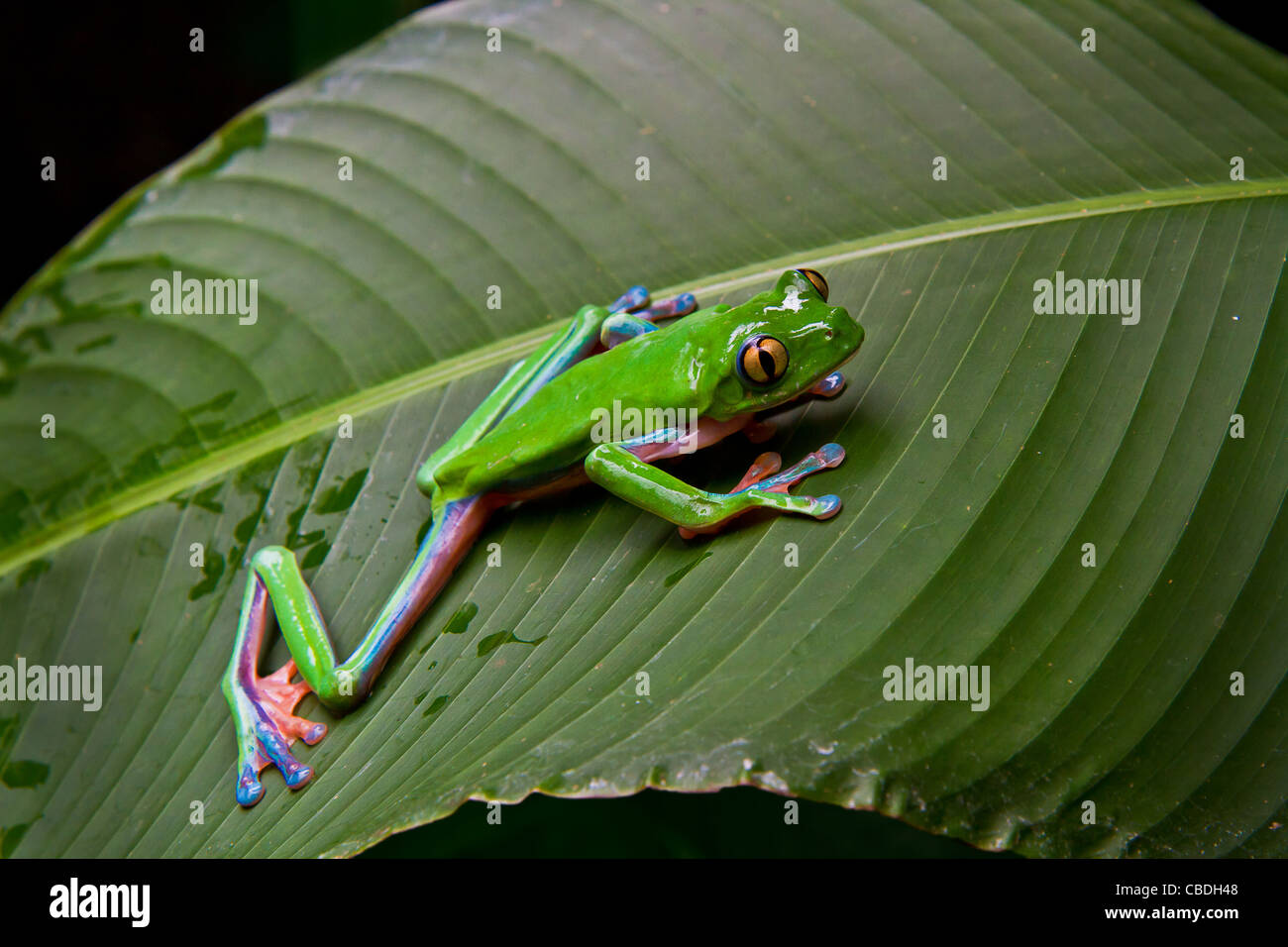 Frog Like Posture