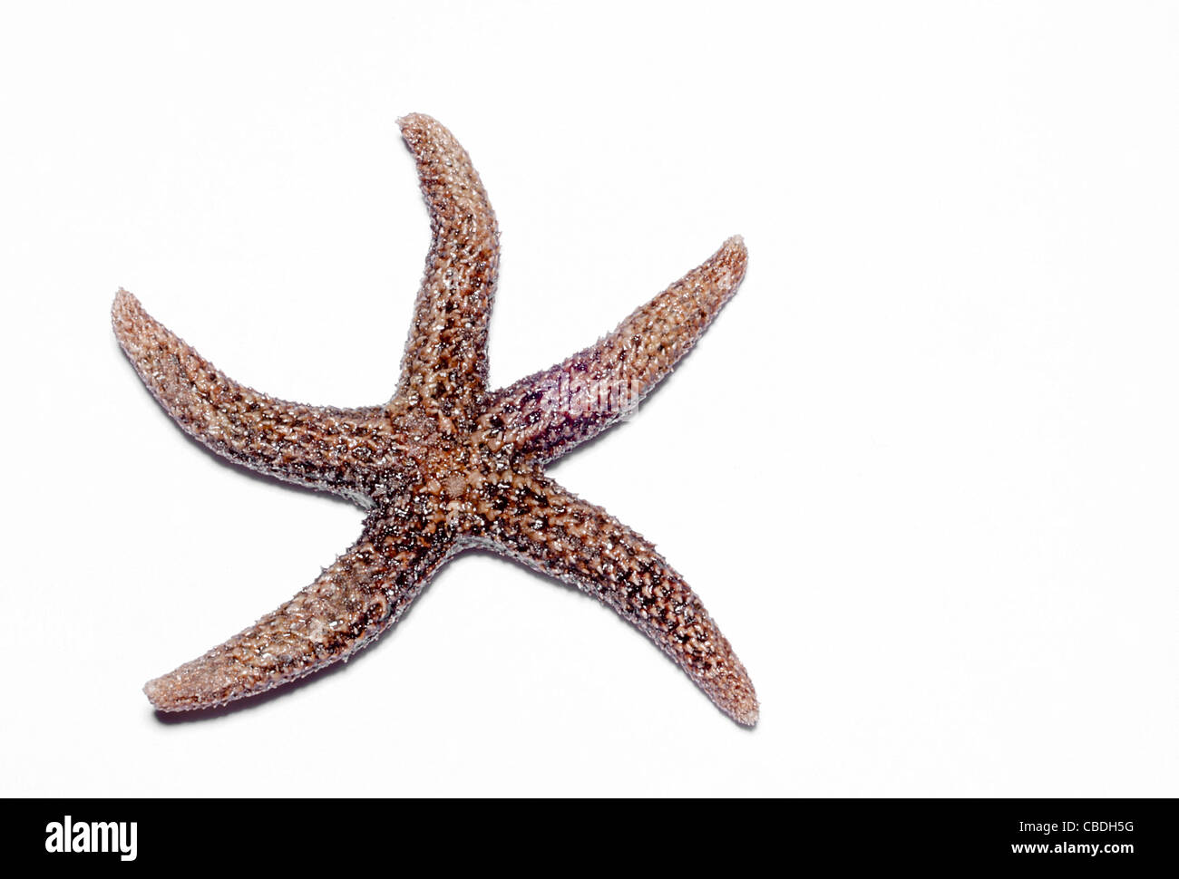 Star fish hi-res stock photography and images - Alamy