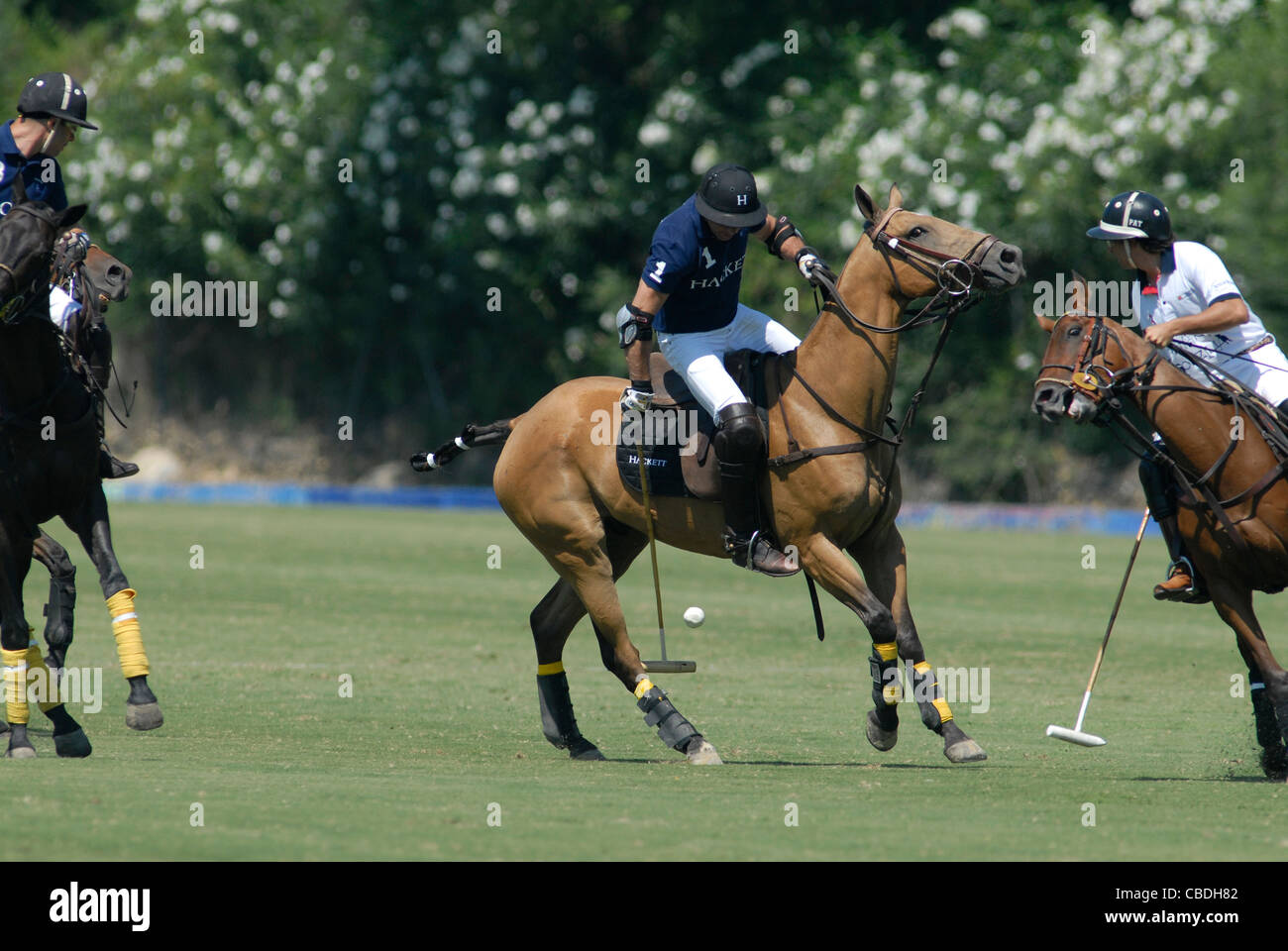 Polo players in action Stock Photo - Alamy