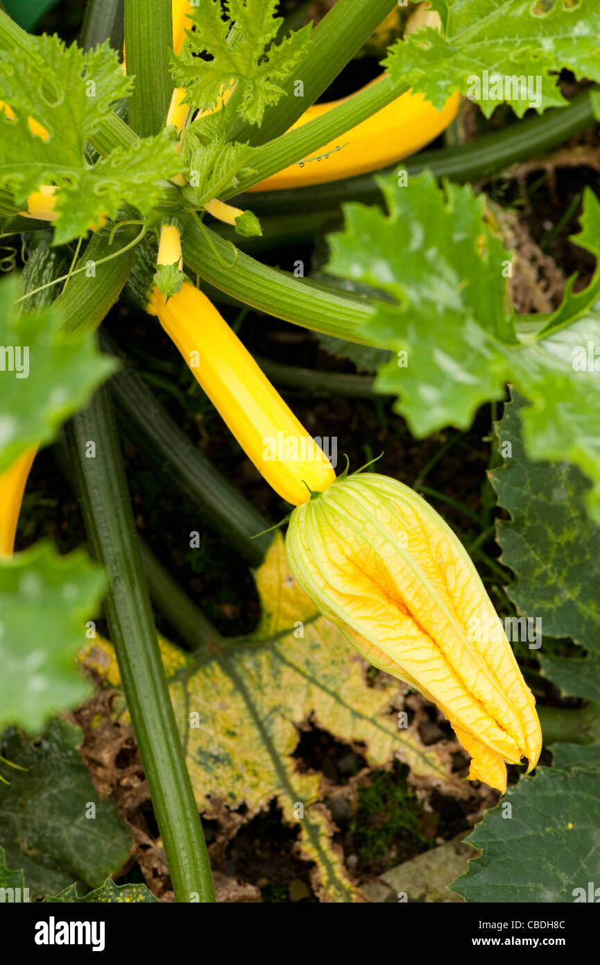 Yellow Courgette ‘Parador’ F1 Hybrid, Cucurbita pepo Stock Photo - Alamy