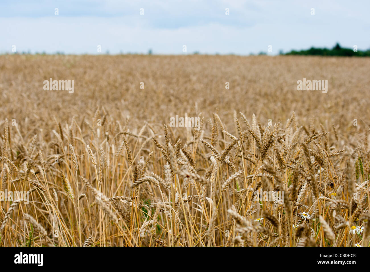 Golden wheat crops field in a summer landscape Stock Photo - Alamy