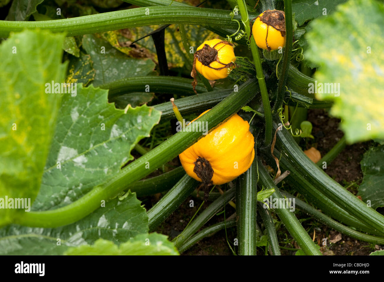 Yellow ball courgette hi-res stock photography and images - Alamy