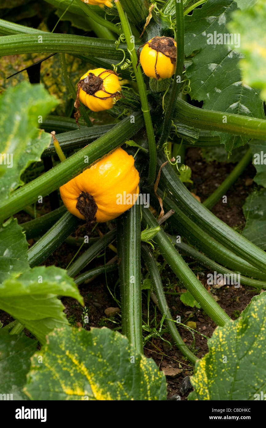 Yellow ball courgette hi-res stock photography and images - Alamy