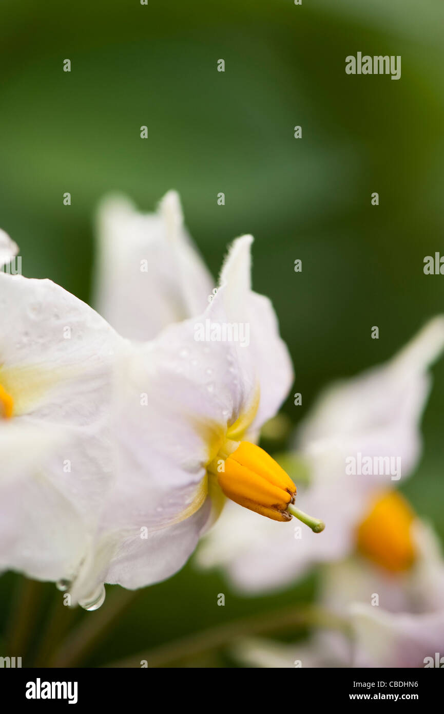 Sarpo mira potato hi-res stock photography and images - Alamy