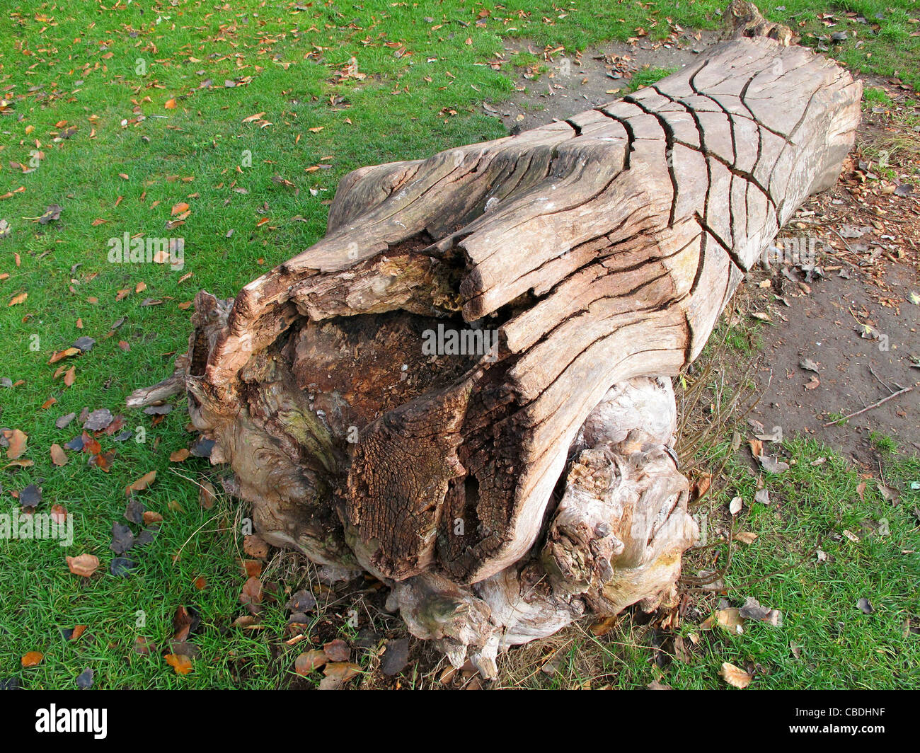 The Base of a Treetrunk Stock Photo - Alamy
