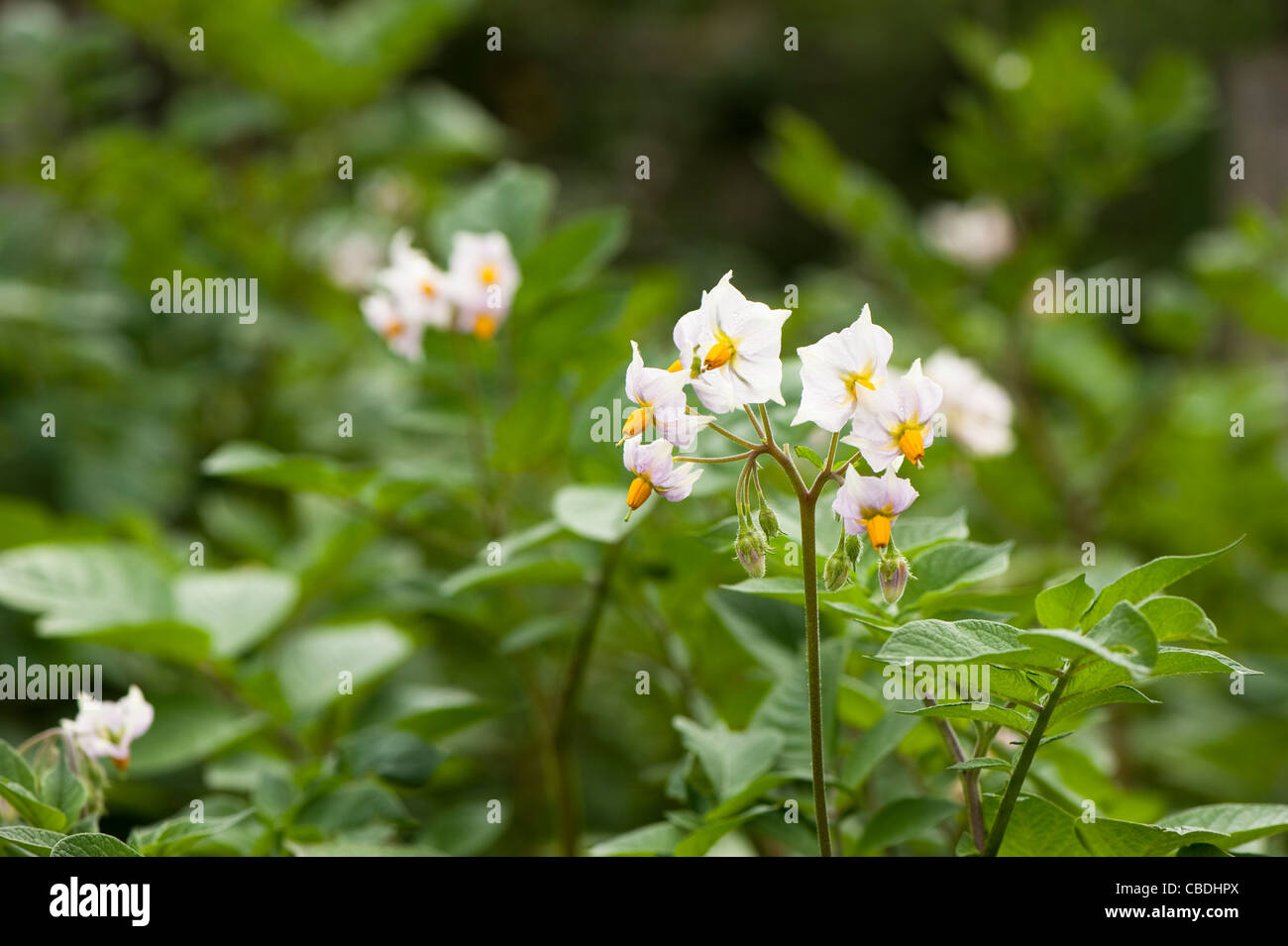Potato ‘Sarpo Mira’, Solanum tuberosum, flowers Stock Photo - Alamy