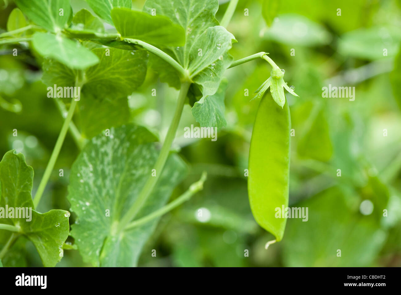 Climbing mangetout hi-res stock photography and images - Alamy