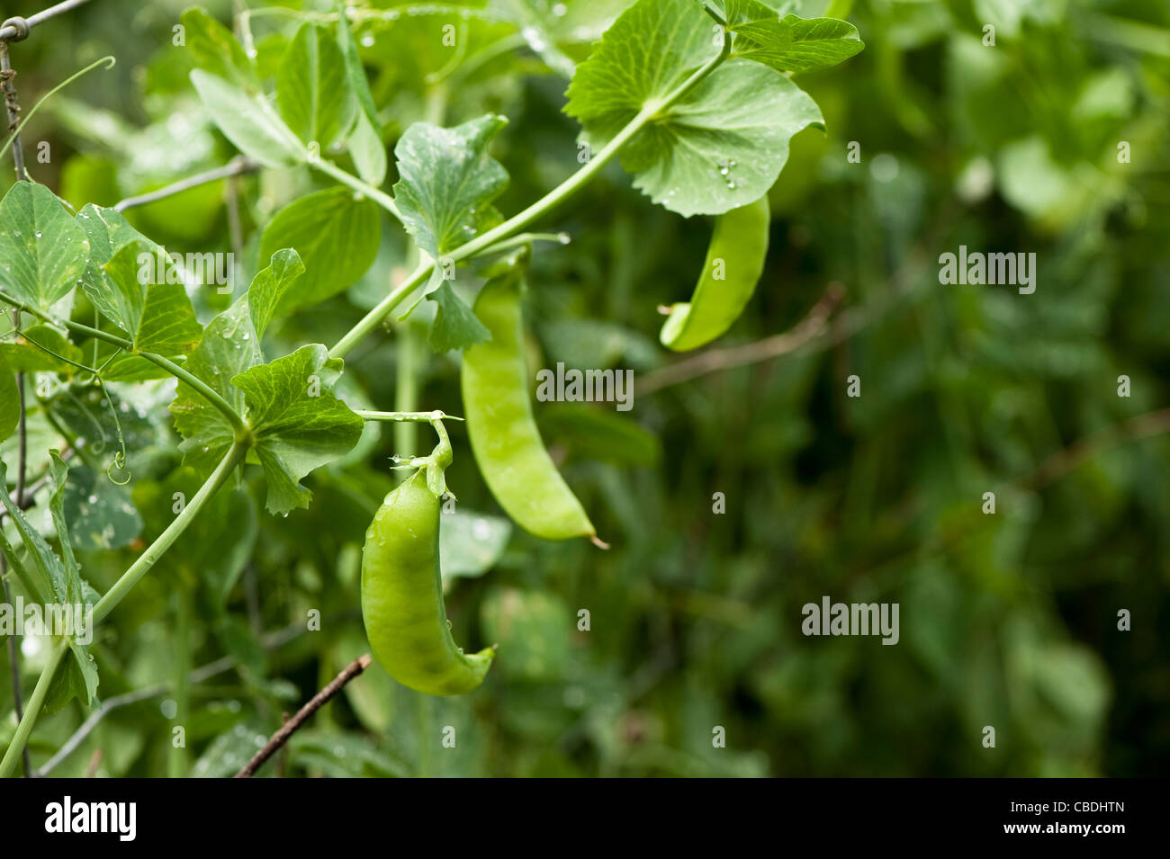 Mangetout oregon sugar pod hi-res stock photography and images - Alamy