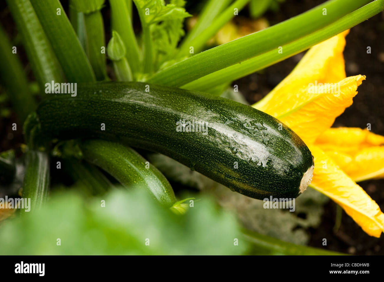 Courgette ‘El Greco’ F1 Hybrid, Cucurbita pepo Stock Photo - Alamy