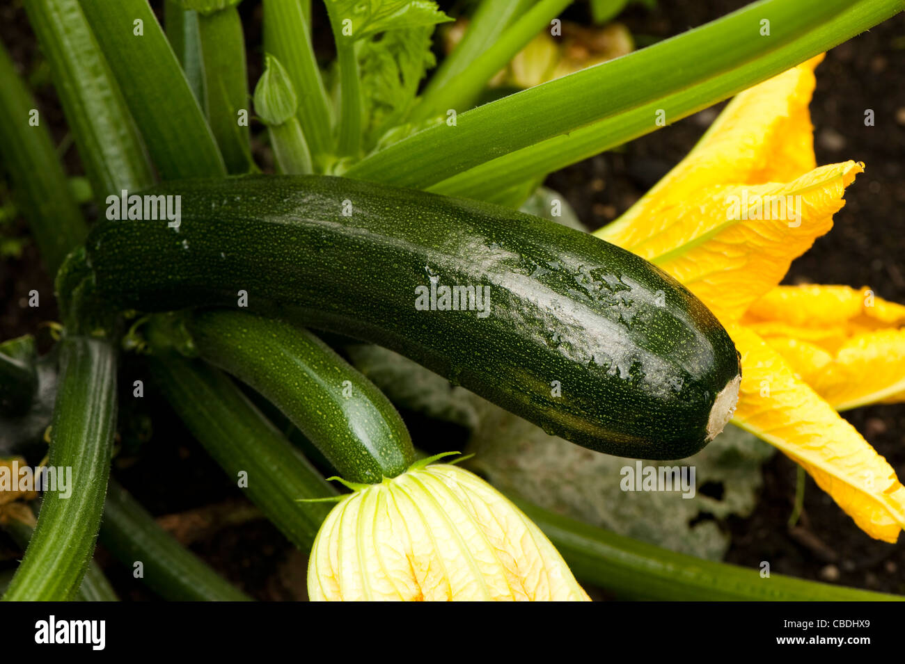 Courgette ‘El Greco’ F1 Hybrid, Cucurbita pepo Stock Photo - Alamy