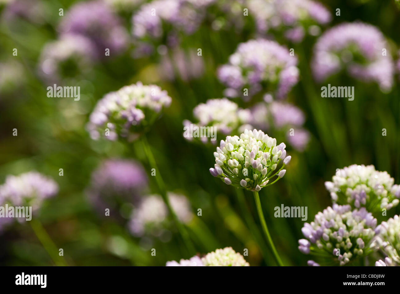Allium Angulosum Flower Garden High Resolution Stock Photography and ...