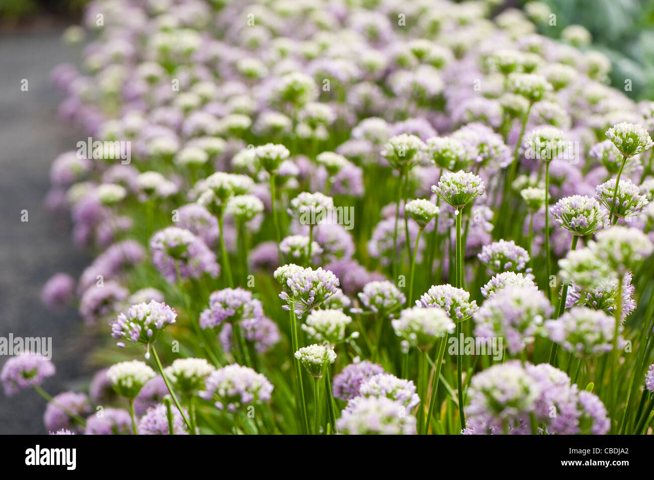 Allium Angulosum Flower Garden High Resolution Stock Photography and ...