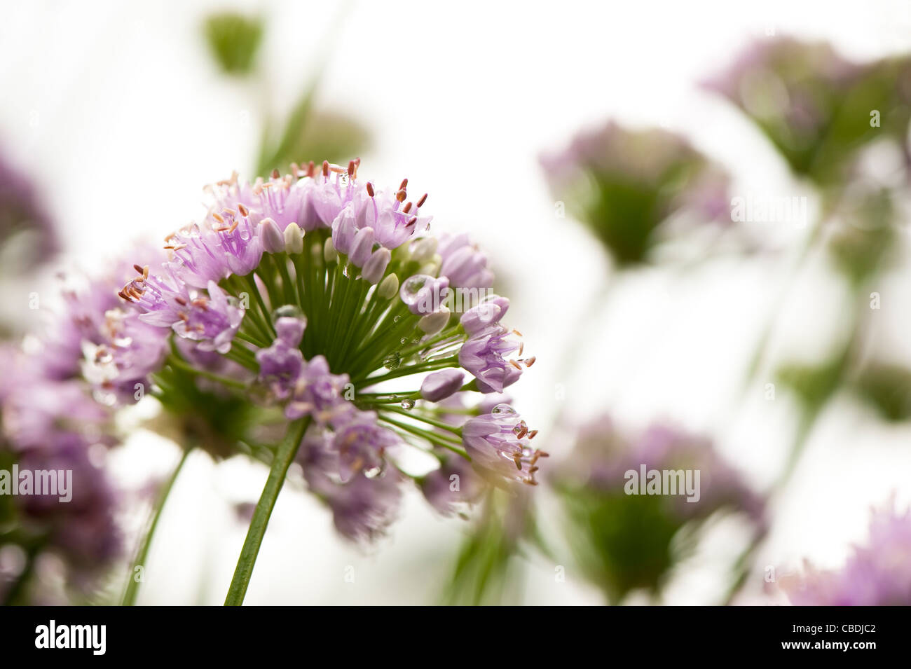 Allium angulosum, Mouse Garlic Stock Photo - Alamy
