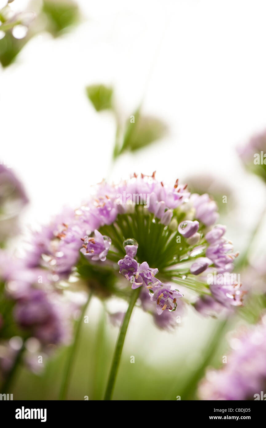 Allium angulosum, Mouse Garlic Stock Photo - Alamy