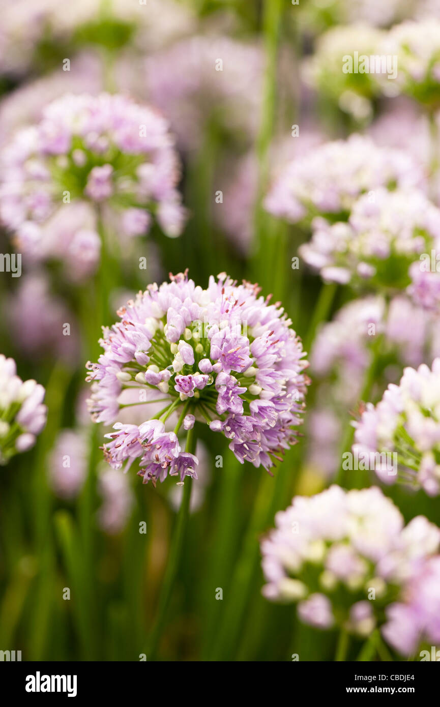 Allium Angulosum Flower Garden High Resolution Stock Photography and ...
