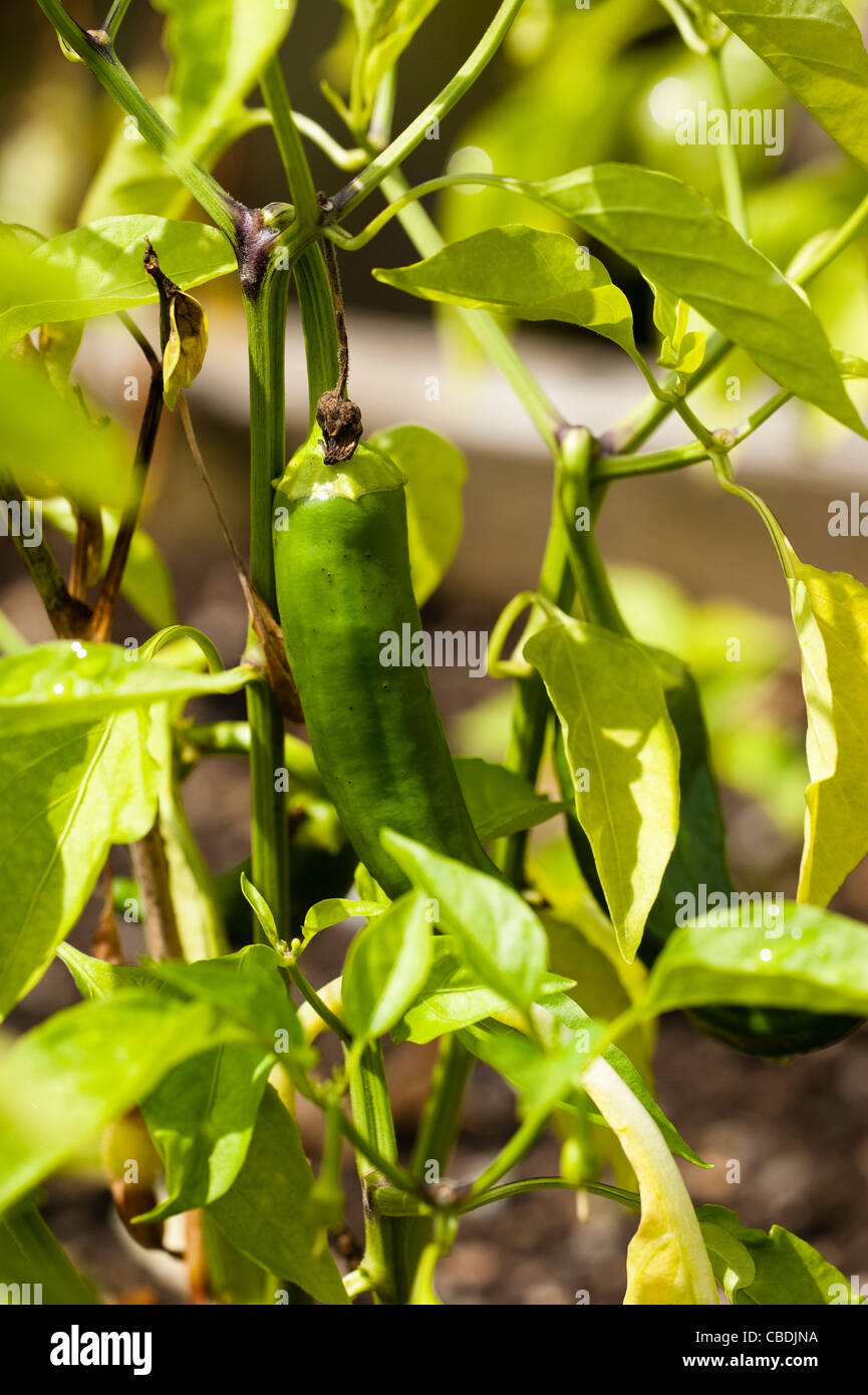Capsicum Annuum Group High Resolution Stock Photography and Images - Alamy
