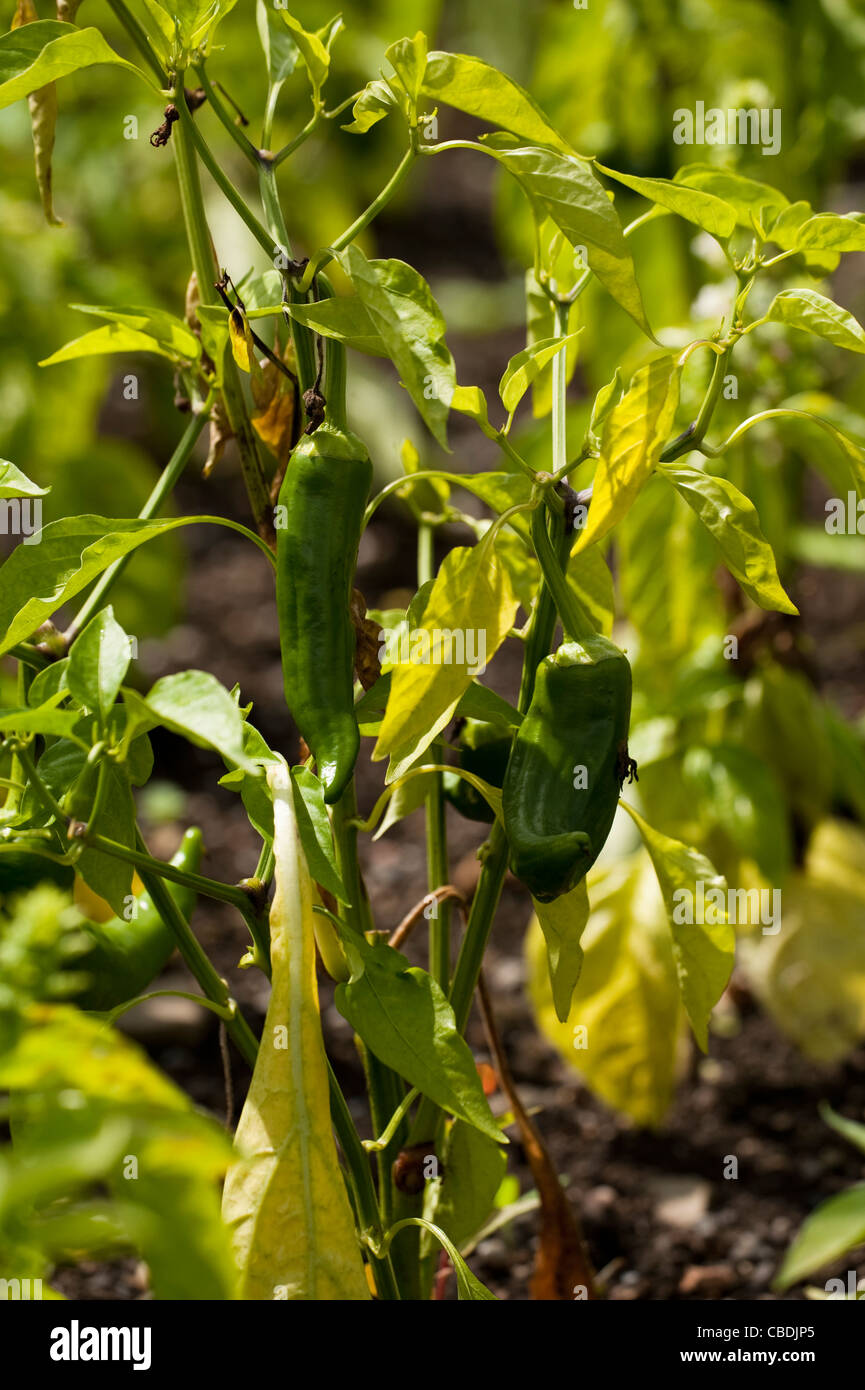 Red capsicum grill hi-res stock photography and images - Alamy