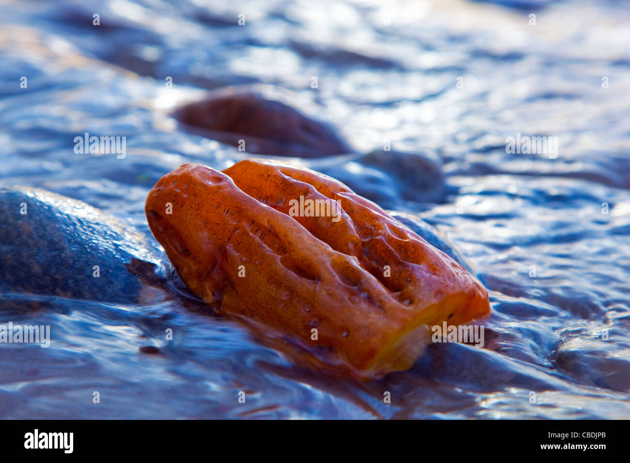 Golden amber in calm sea water Stock Photo - Alamy