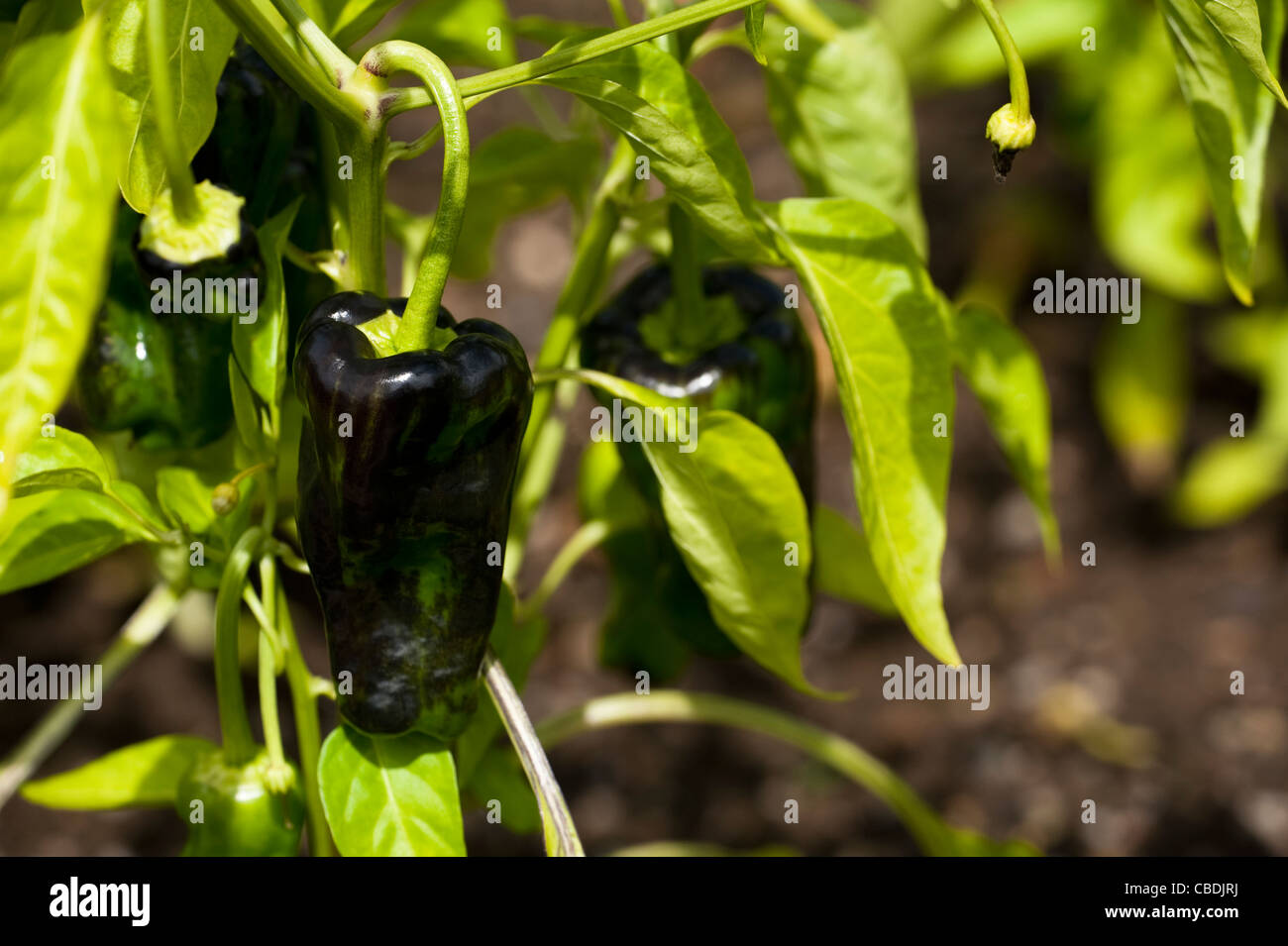 Sweet Pepper 'Tasty Grill Yellow' Capsicum annuum var. annuum Stock ...