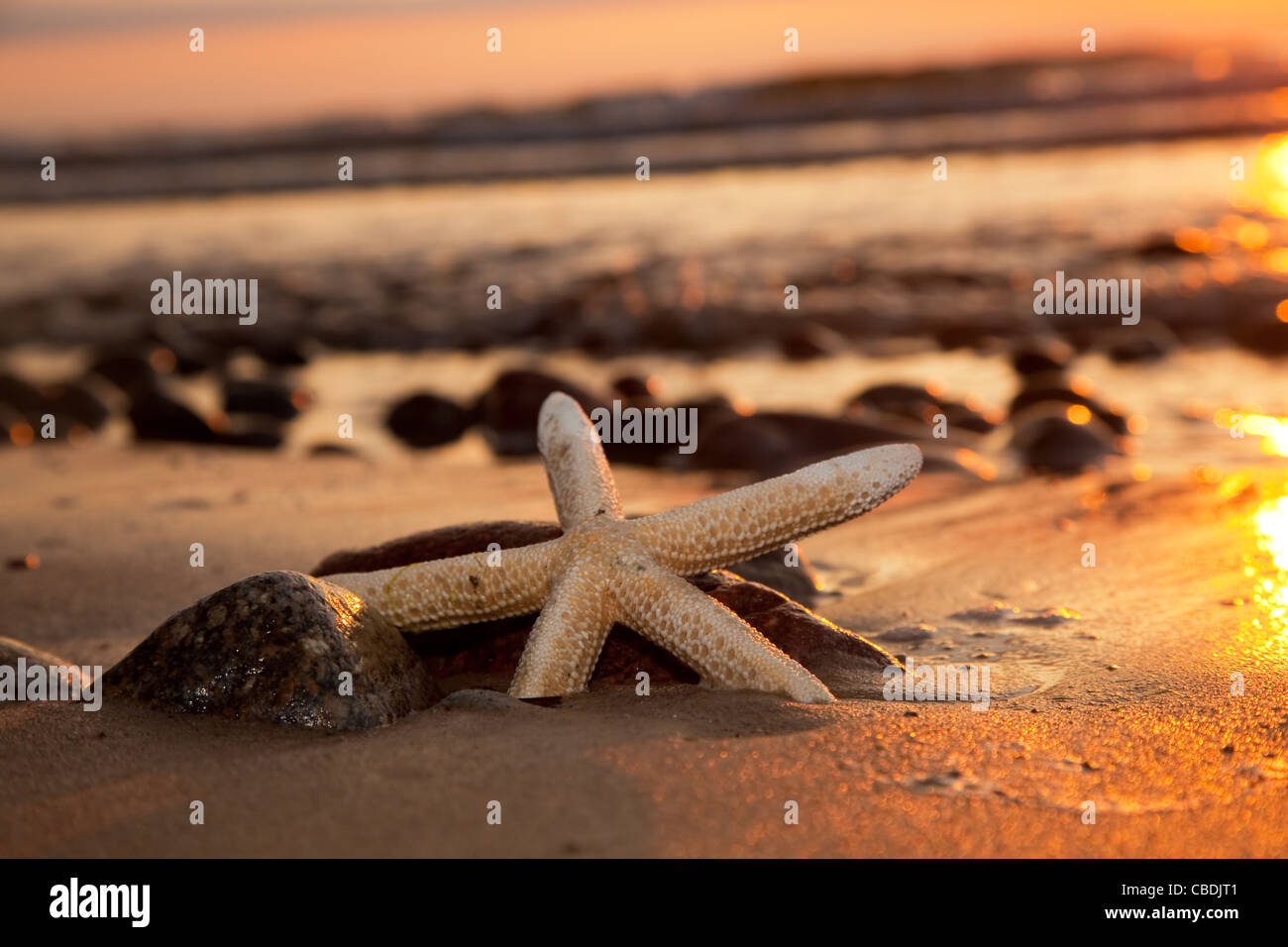 Starfish on the beach at romantic sunset Stock Photo - Alamy