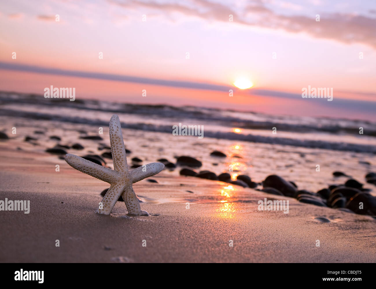 Starfish on the beach at romantic sunset Stock Photo - Alamy