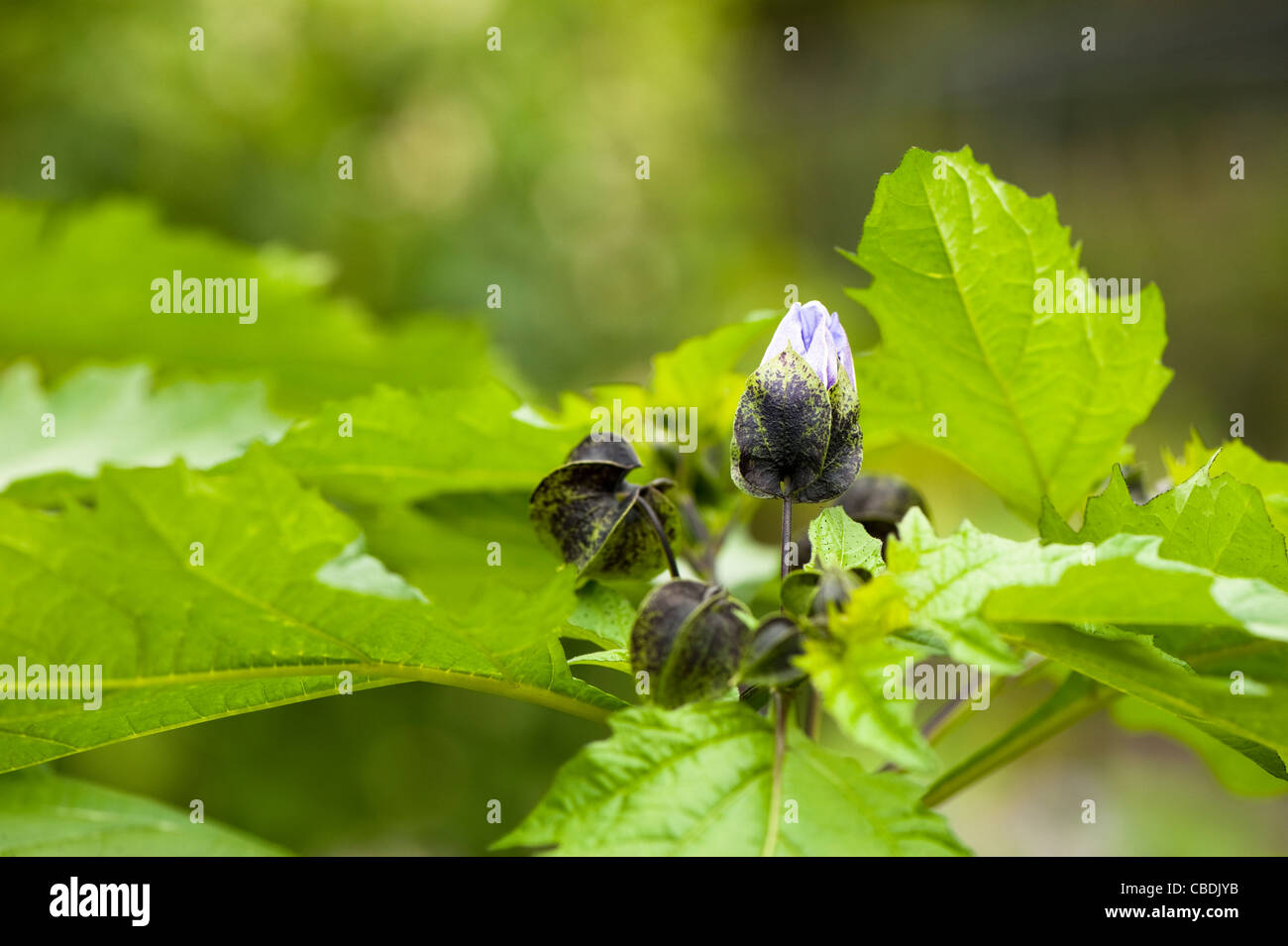 Nicandra physalodes, Shoo-Fly or Apple of Peru Stock Photo - Alamy
