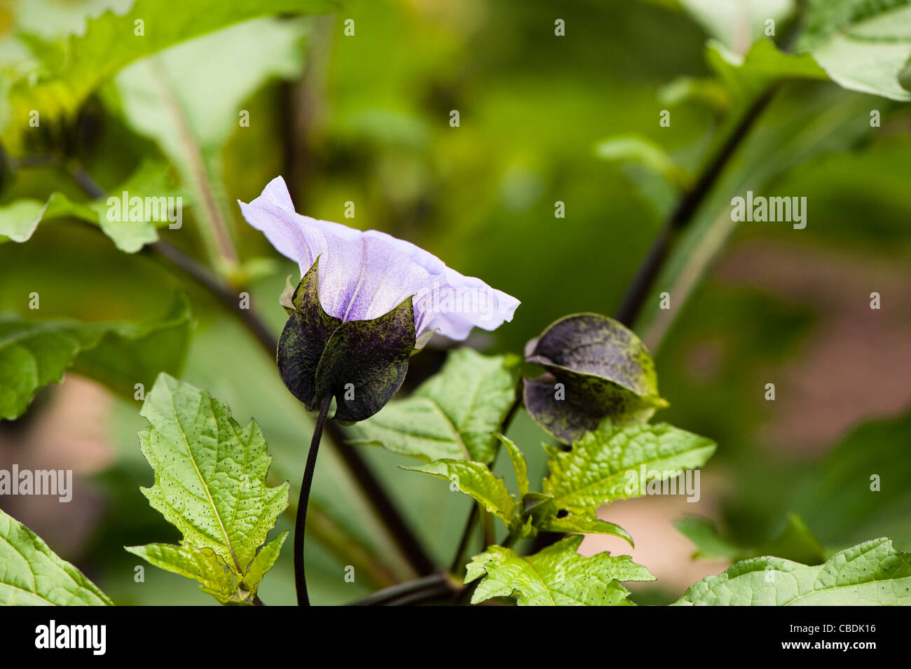 Nicandra physalodes hi-res stock photography and images - Alamy