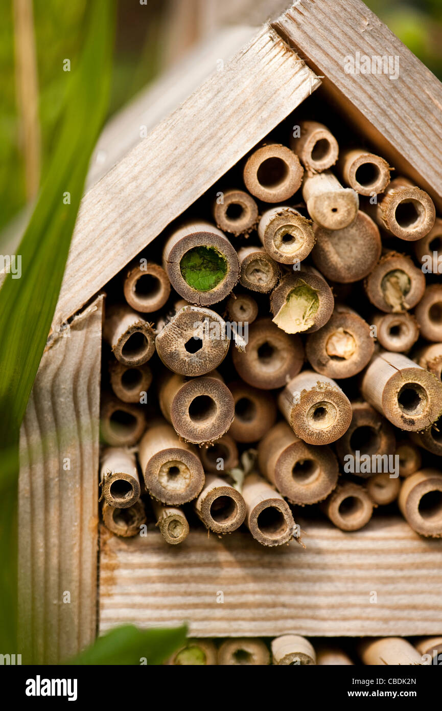 Artifical insect house with holes sealed up by a Leafcutter bee Stock ...